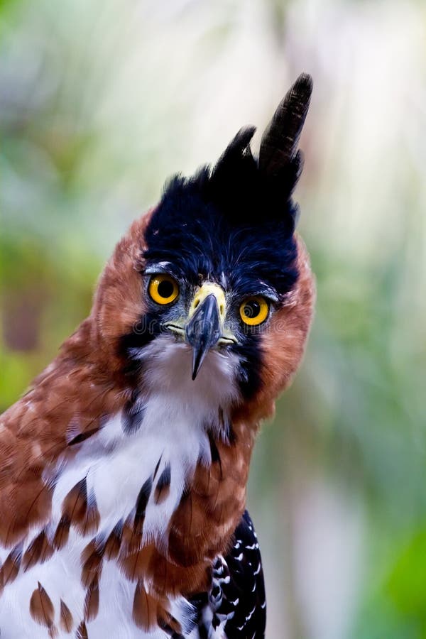 Ornate Hawk Eagle Flying