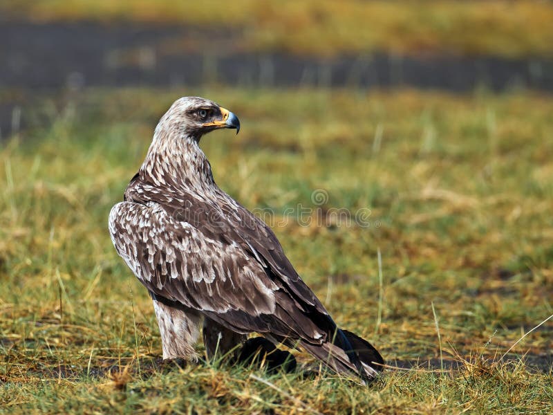 Hawk-eagle Sitting on the Land Stock Image - Image of hawk, kenya: 15610033