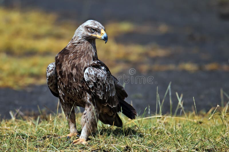 Hawk-eagle Sitting on the Land Stock Image - Image of park, grass: 15610059