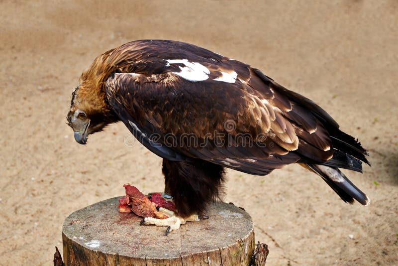 Hawk eat meat stock image. Image of fierce, brown, head - 72497785