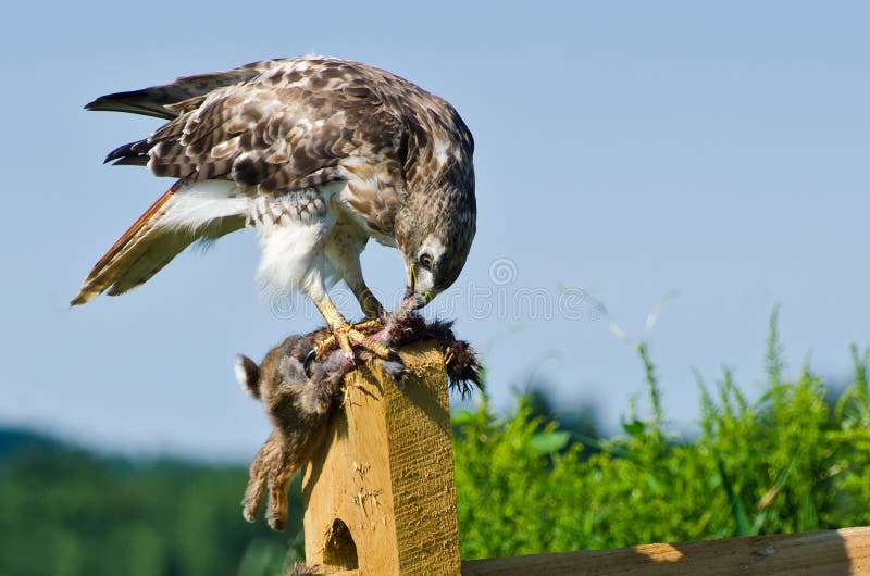 Hawk Eating Captured Rabbit Vermelho-atado Imagem de Stock - Imagem de ...