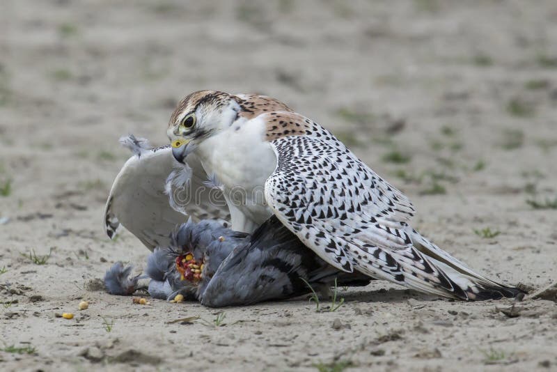 A hawk eating a dove stock image. Image of brown, hunter - 93885581