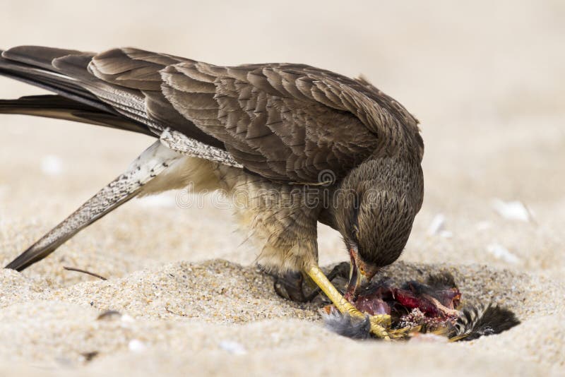 Hawk Eating His Hunt on the Beach Stock Image - Image of hunt, beach ...