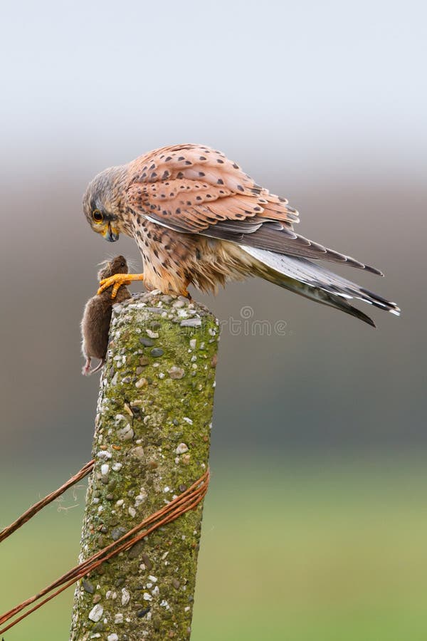Hawk eating rodent stock image. Image of rodent, food - 27774991
