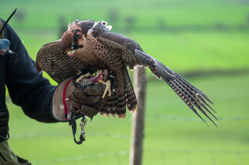 Hawk eating stock image. Image of wildlife, meat, fast - 39086843