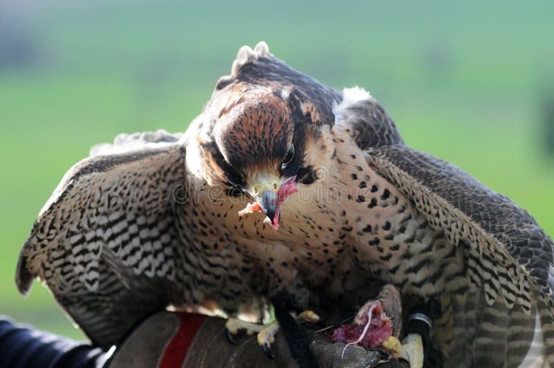 Hawk eating stock photo. Image of feather, horizontal - 39086934