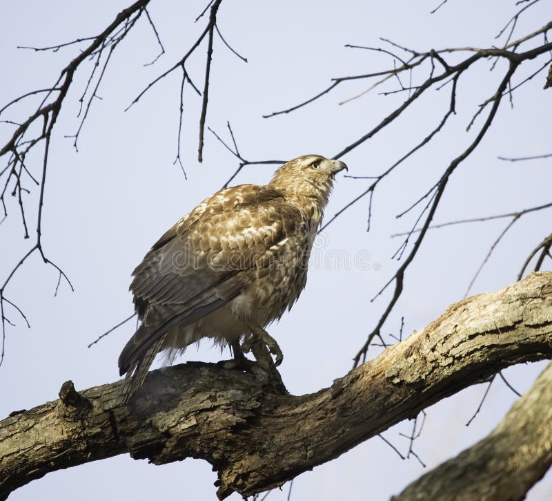 Hawk Eye stock photo. Image of buzzard, undomesticated - 29032232