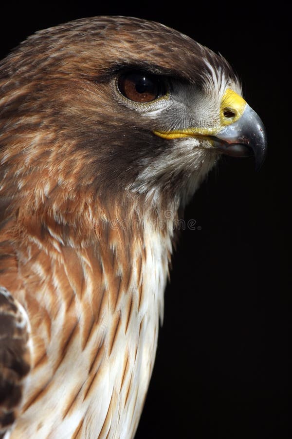 Red-tailed Hawk with Beautiful Plumage Stock Photo - Image of stalk ...