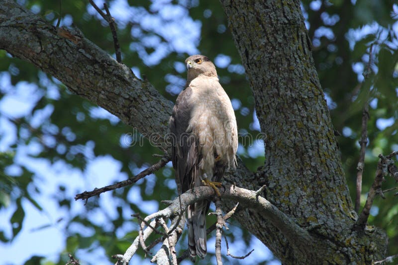 Hawk Eye stock image. Image of accipteri, raptor, bird - 34757811