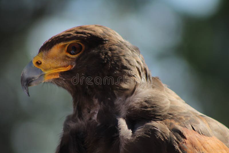 Hawk Eye stock photo. Image of bird, animal, beak, scary - 55278800