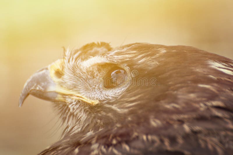 Hawk eye close-up stock image. Image of hunting, bill - 147131079