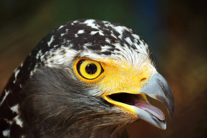 Hawk eye stock image. Image of aggression, wild, eagle - 35983059