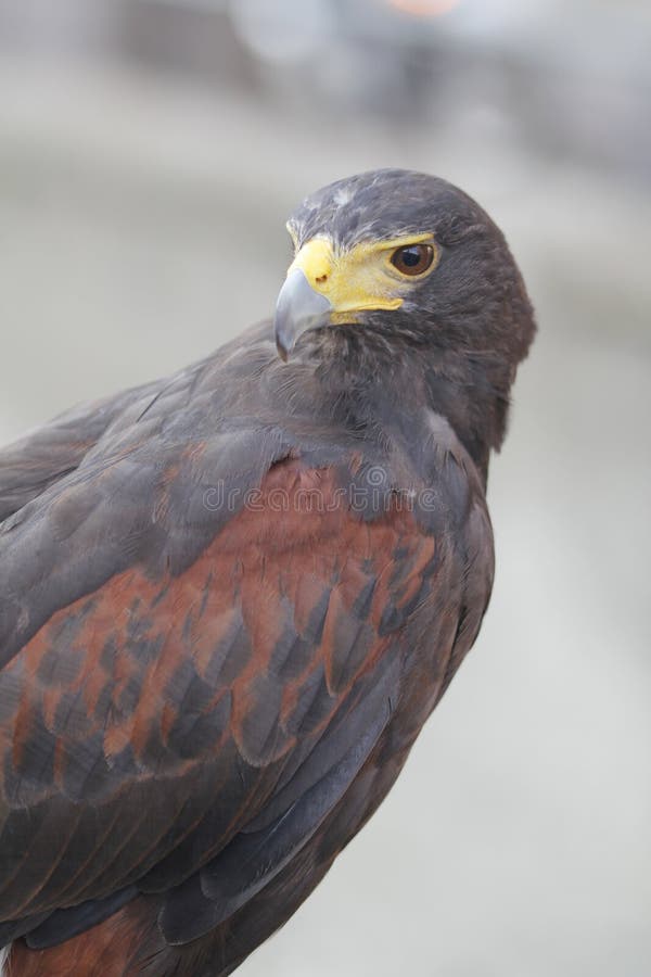 The hawk eye stock photo. Image of beak, raptor, animal - 111266450