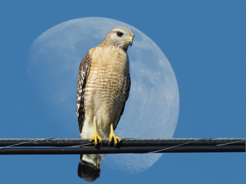 Hawk eye stock image. Image of blue, eagle, wildlife - 97483043