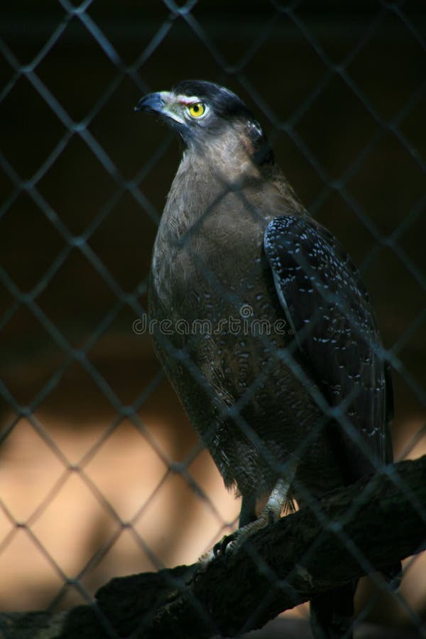 Hawk Eye stock photo. Image of tailed, feather, prey - 81631900