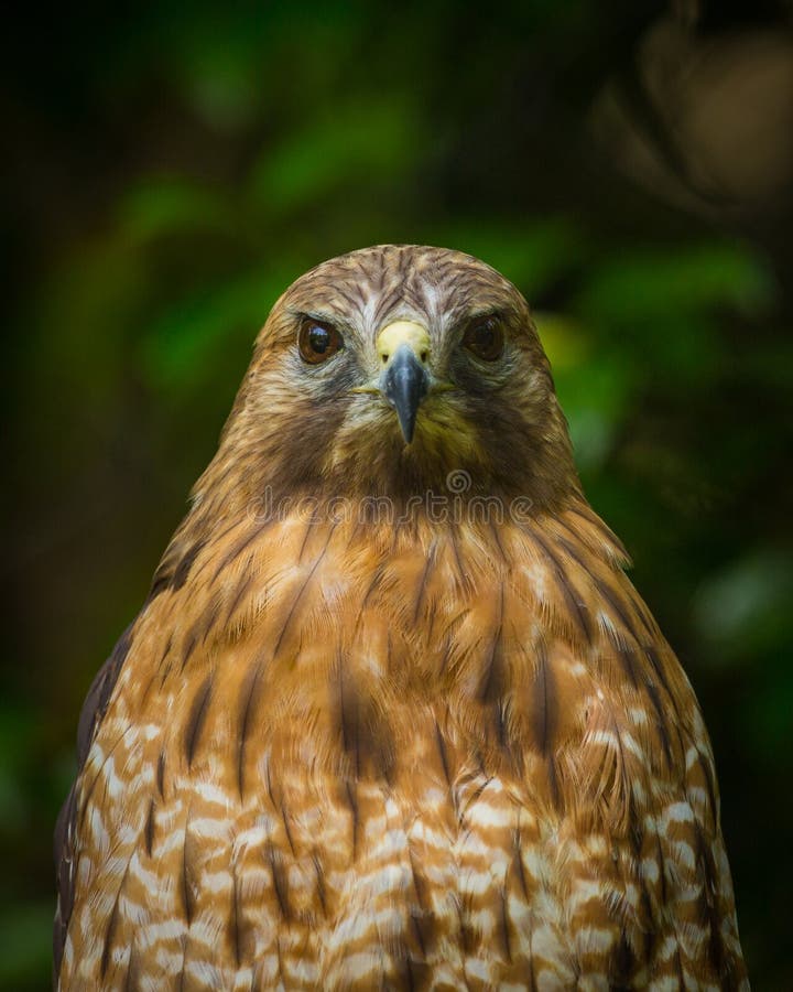 Hawk Eyes Staring You Stock Photos - Free & Royalty-Free Stock Photos ...