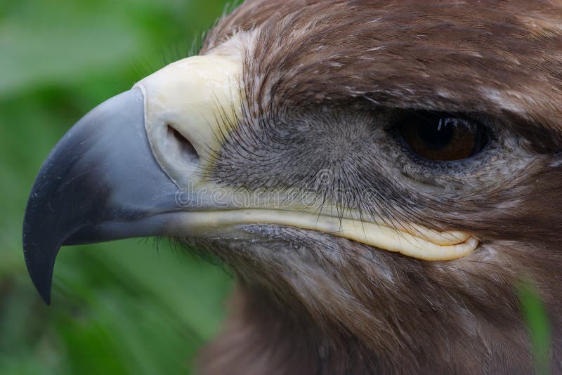 Hawk Face stock image. Image of bird, harriss, determination - 35331639