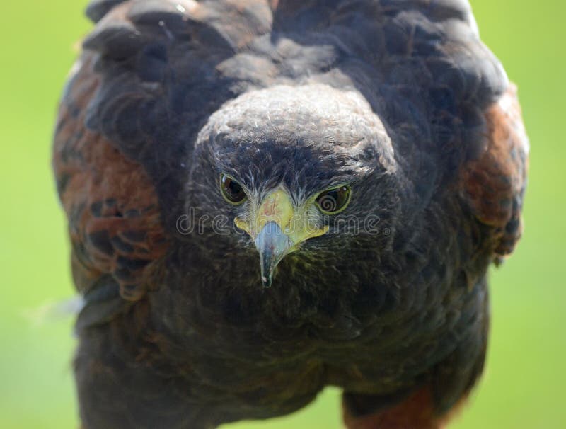 Hawk Face stock image. Image of bird, harriss, determination - 35331639