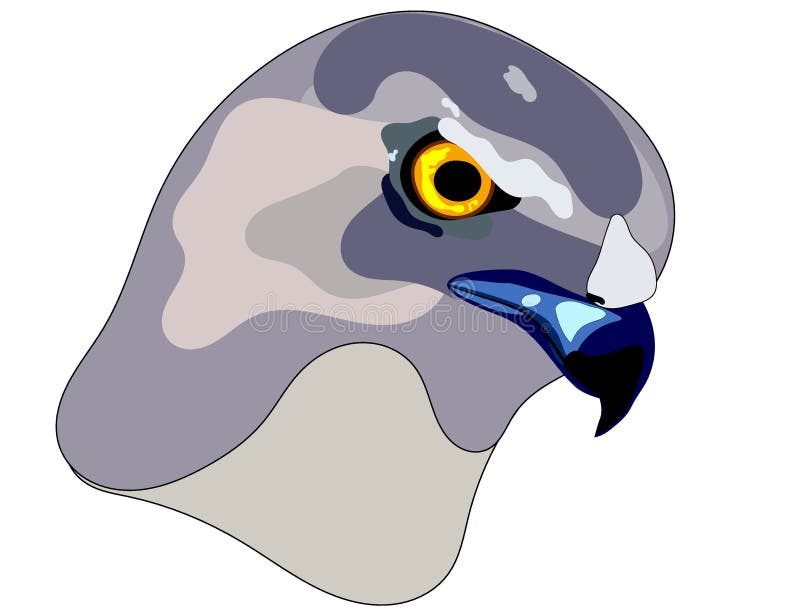 Hawk Face Sharp Side View Coloured Vector Illustration Stock Vector ...
