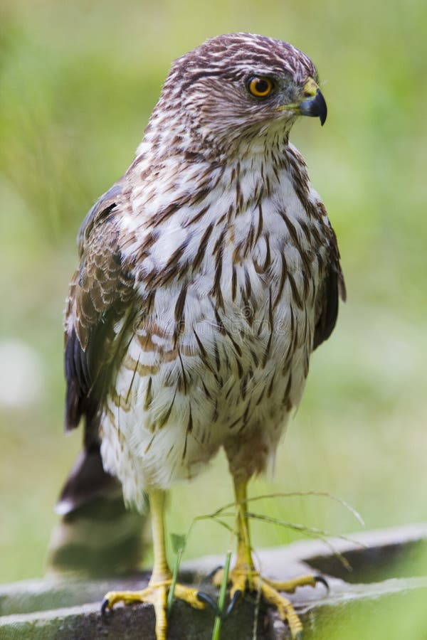 Hawk Falcon in Green Background Stock Image - Image of straight ...
