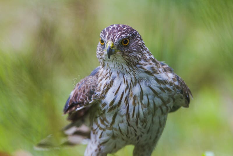 Hawk Falcon in Green Background Stock Image - Image of feathers, bird ...