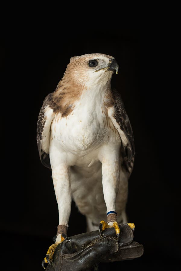 Hawk on falconer s hand stock photo. Image of falconry - 60919964