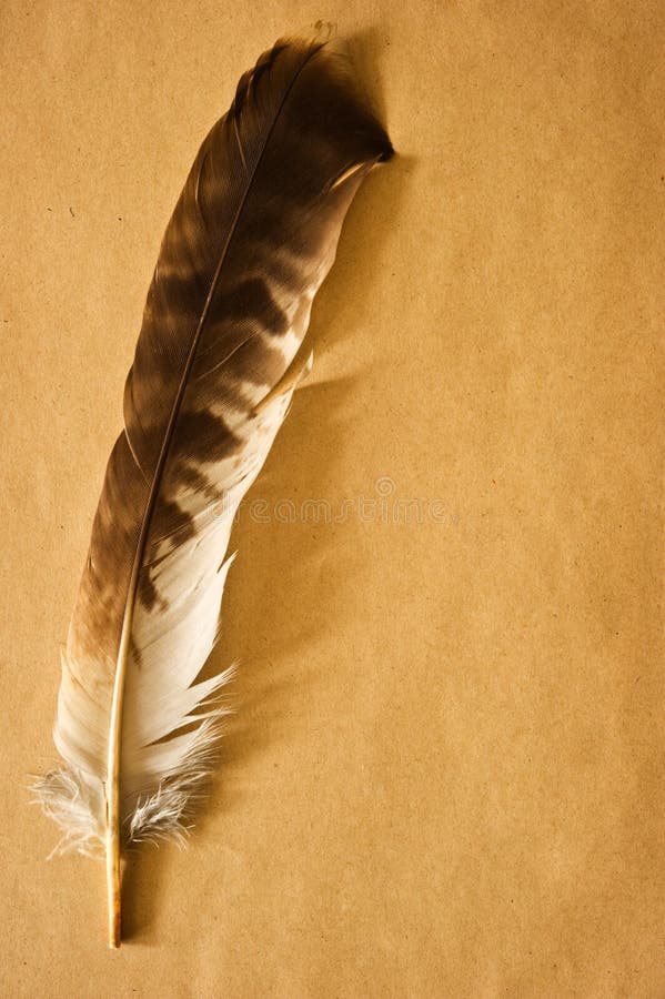 Hawk Feather on Top of an Old Weathered Paper. Stock Photo - Image of ...