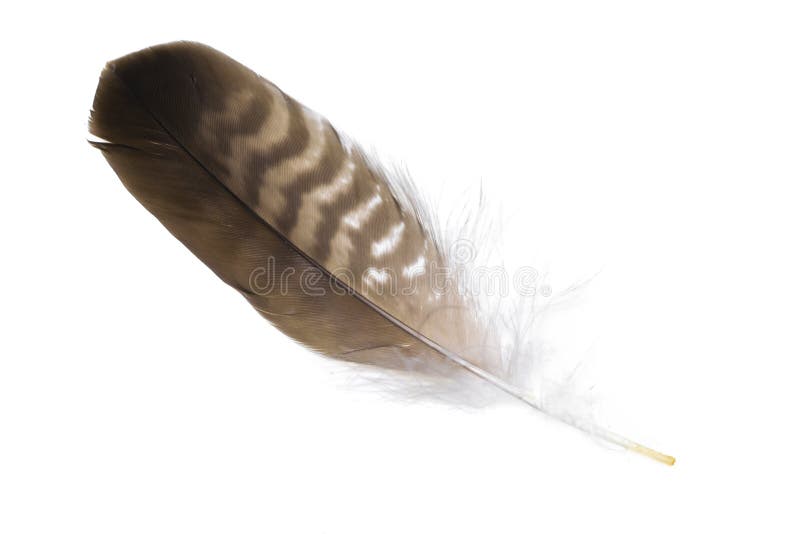 A Hawk Feather on a White Isolated Background Stock Photo - Image of ...