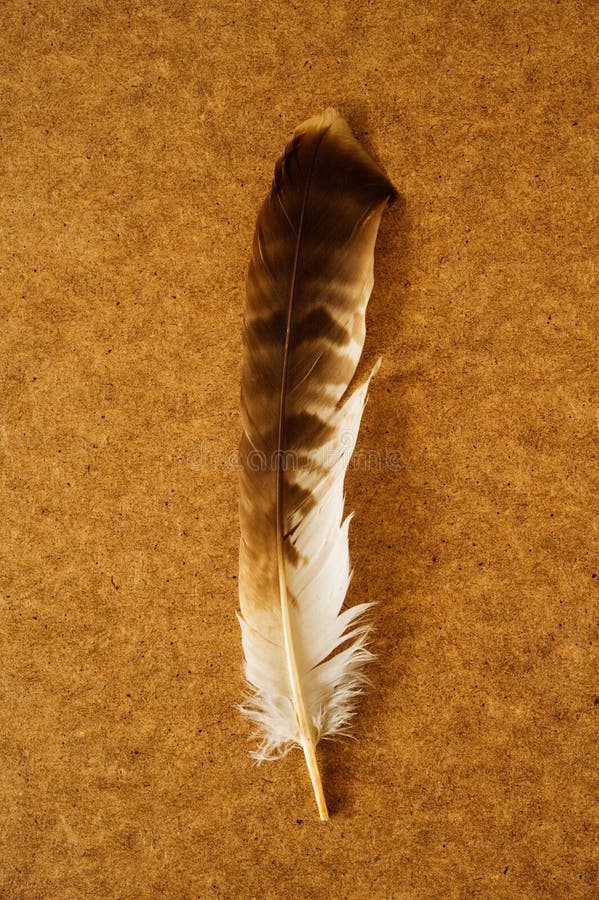 Hawk Feather on Wooden Background Stock Image - Image of copy, beauty ...
