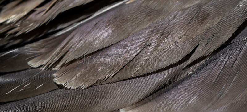 Hawk Feathers with Visible Detail. Background or Texture Stock Photo ...