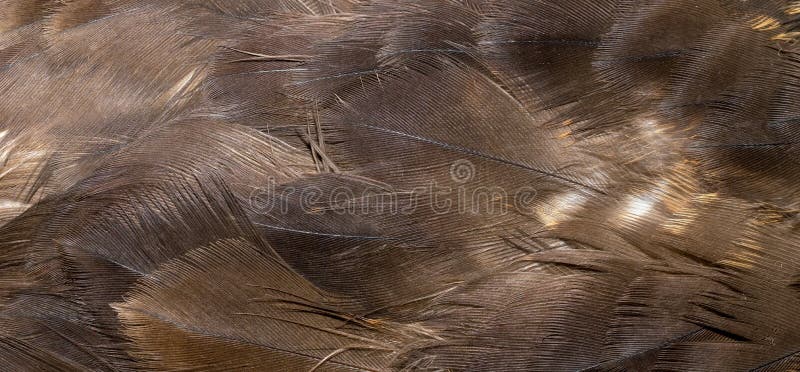 Hawk Feathers with Visible Detail. Background or Texture Stock Image ...