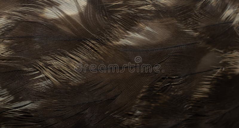 Hawk Feathers with Visible Detail. Background or Texture Stock Photo ...