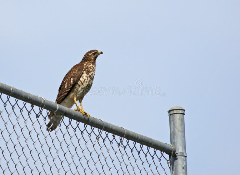 Coopers Hawk Fence Stock Photos - Free & Royalty-Free Stock Photos from ...
