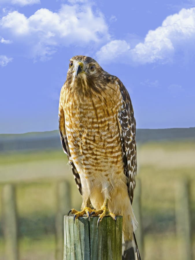 Hawk on a Fence Post stock photo. Image of expression - 82629608