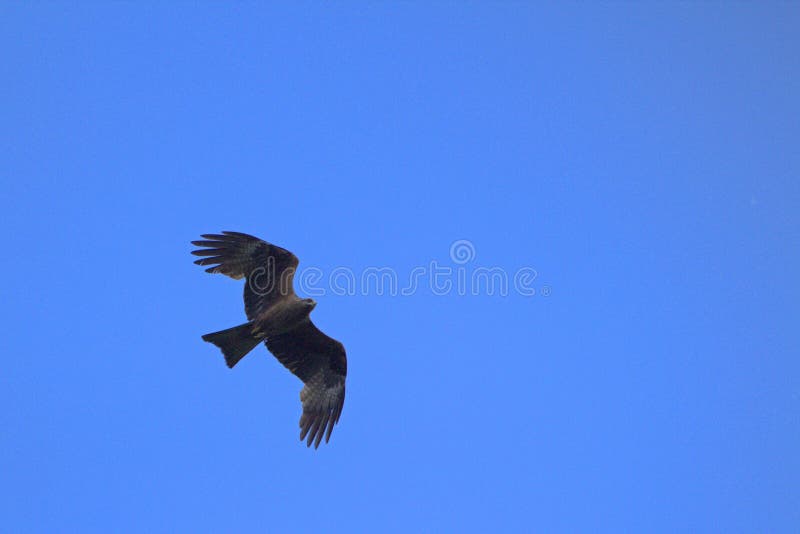 A red tailed hawk s flight stock image. Image of hawk - 253347643