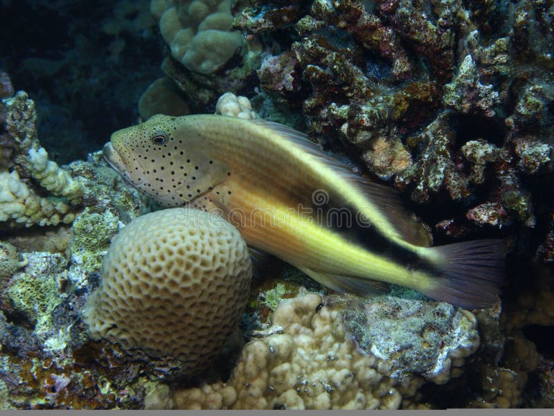 Hawk fish stock image. Image of coral, head, reef, diving - 12647633