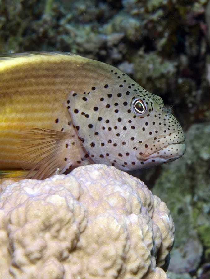 Hawk fish stock image. Image of sand, soft, coral, underwater - 12734707
