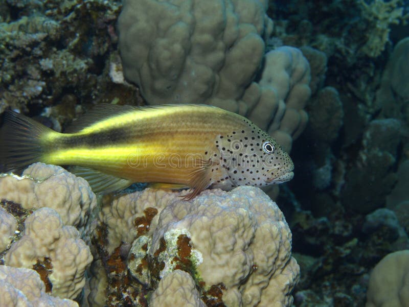 Hawk fish stock photo. Image of waiting, predator, islands - 12947436