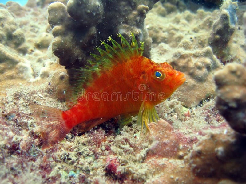 Hawk Fish stock photo. Image of interested, funny, life - 7878742