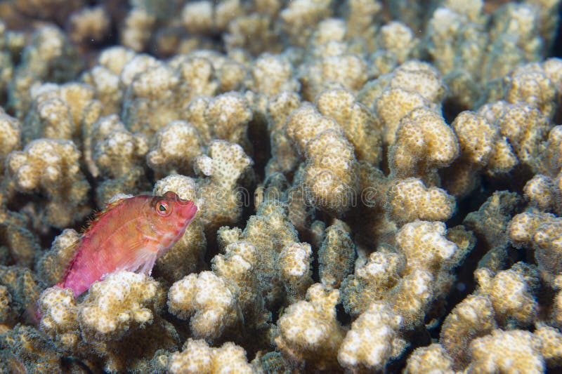 Hawk fish on a Hard coral stock image. Image of aquatic - 36083169