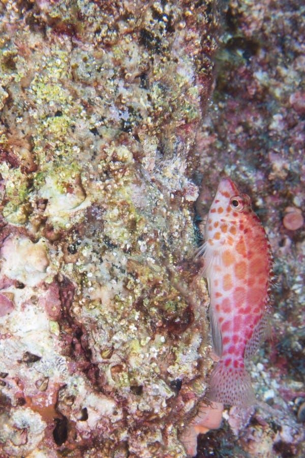 Hawk fish on a rock stock image. Image of asia, destination - 35128977