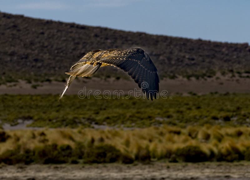 Hawk Flies Away after Eating a Burd he Has Killed on the Edge of a ...