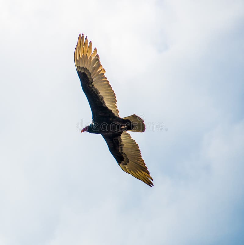Hawk stock photo. Image of chicken, flight, hawk, buzzard - 138073988
