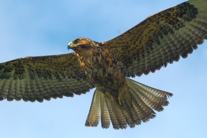 Hawk and moon stock image. Image of searching, animal - 4554819