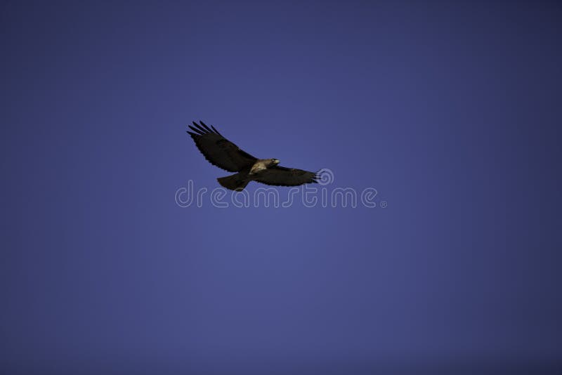 Hawk in flight stock photo. Image of extended, wild, eagle - 25055508