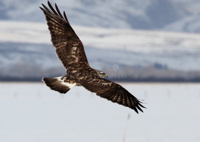 Hawk in Flight stock photo. Image of white, flying, fast - 29406878