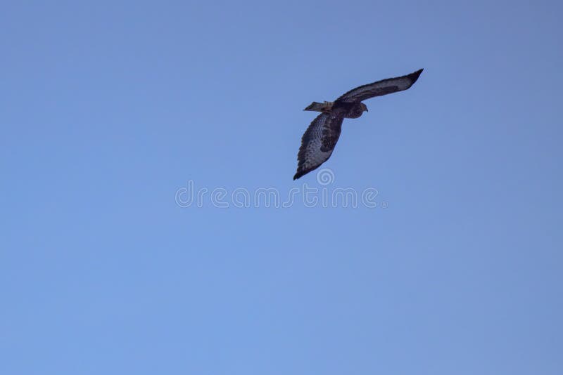 Hawk in flight stock photo. Image of feather, beak, common - 268823482