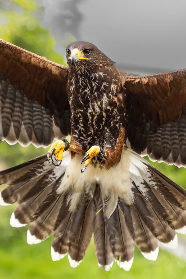 Hawk in Flight Approaching To Take Prey Stock Image - Image of wings ...