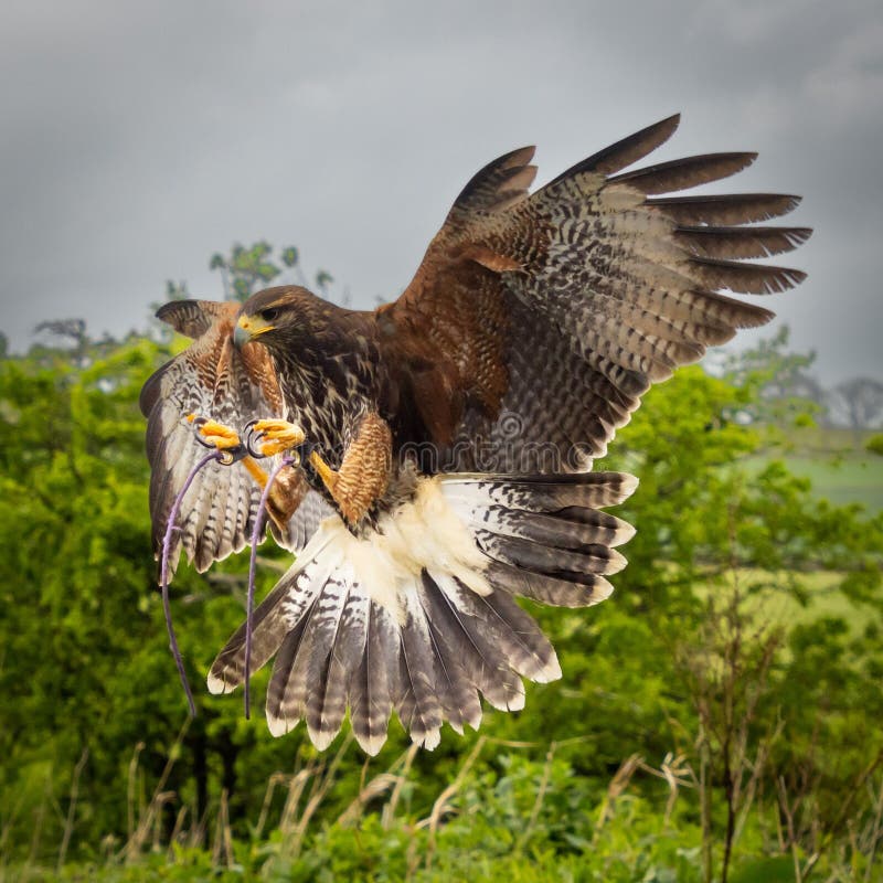 Hawk in Flight Flaring Wings Stock Image - Image of brown, beak: 260436205