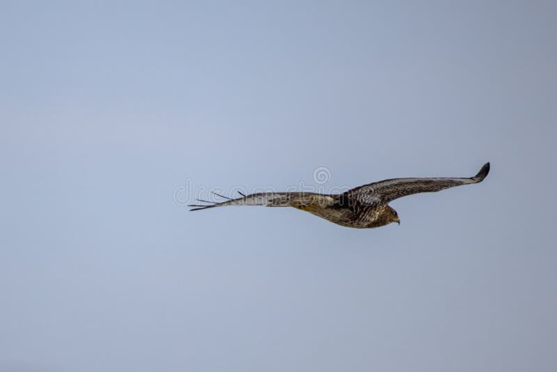 A hawk in flight stock image. Image of milvus, hunter - 363451469